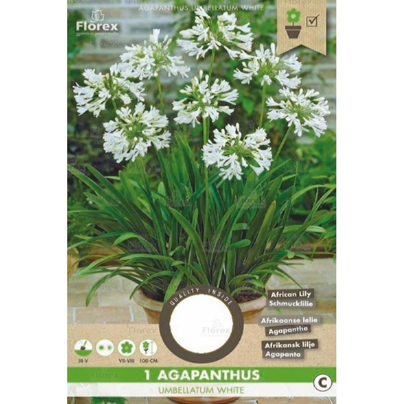 Agapanthus Umbelatum White African Lily - Flower bulbs summer ...