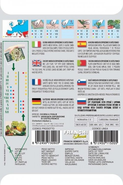 Variegata Esposizione di Castelfranco Chicory seeds - Cichorei ...