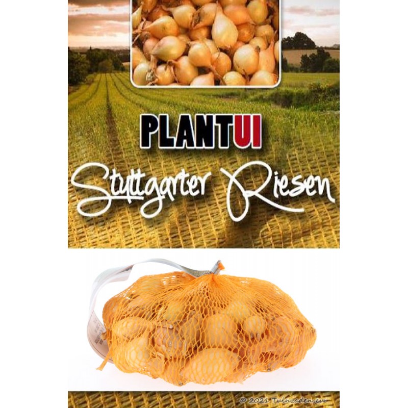 Stuttgarter Riesen yellow onion sets 250g - Onion • Tuinzaden.eu