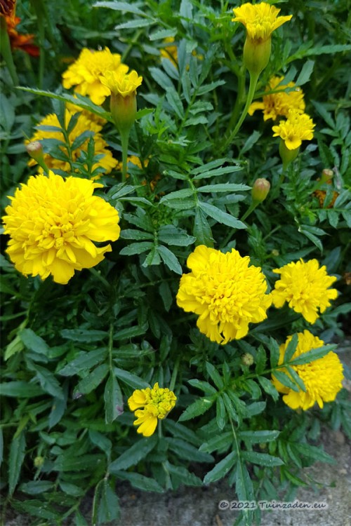Lemon Drop African Marigold Tagetes seeds - Seeds • Tuinzaden.eu