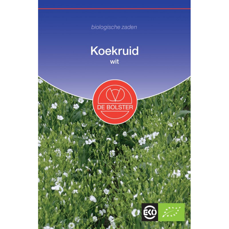 Cow Basil (Vaccaria) - Flower seeds Seeds • Tuinzaden.eu