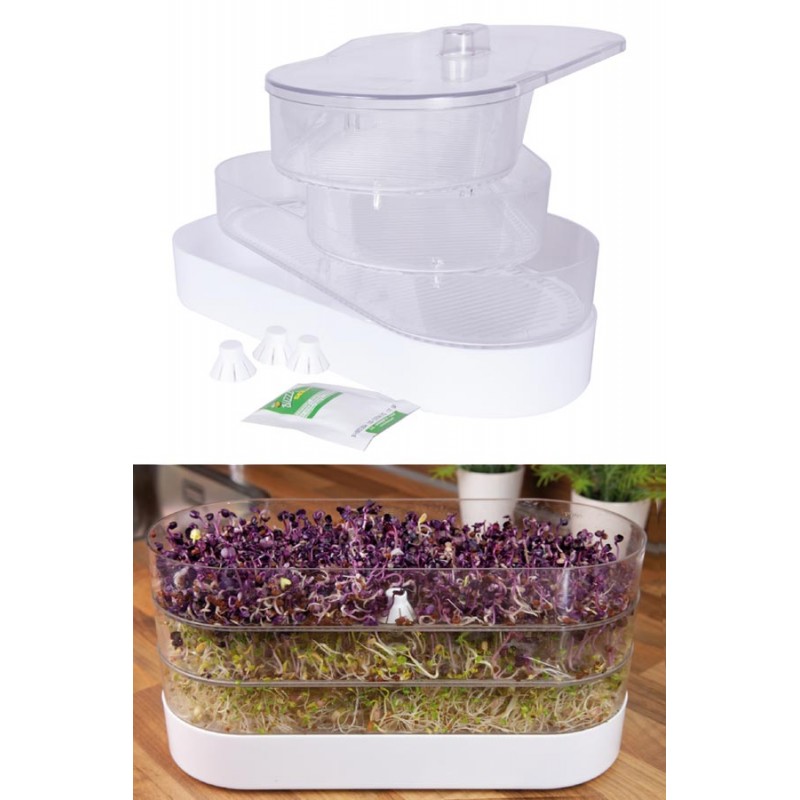 Vegetable seeds - Flower seeds - Organic seeds