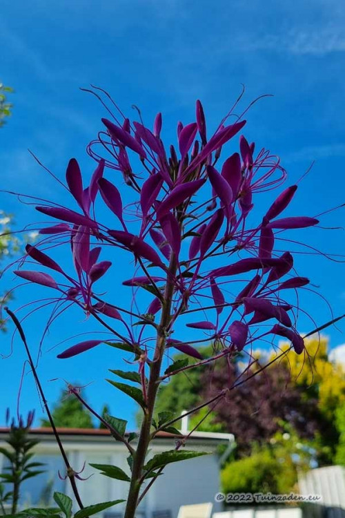 Violet Queen Cleome - Kattensnor zaden - Zaden kopen? Tuinzaden.eu