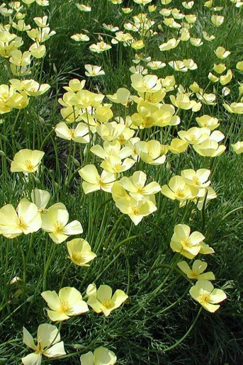 Yellow Tufted California Poppy Organic seeds - Californian ...
