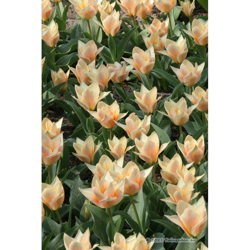 Für Elise Tulips - Flowerbulbs 8 pcs. - Other • Tuinzaden.eu