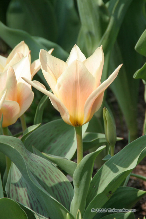 Für Elise Tulips - Flowerbulbs 8 pcs. - Other • Tuinzaden.eu