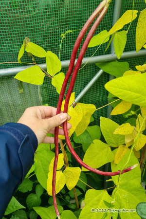 Yardlong Beans Purple - Long Asparagus Seeds • Tuinzaden.eu