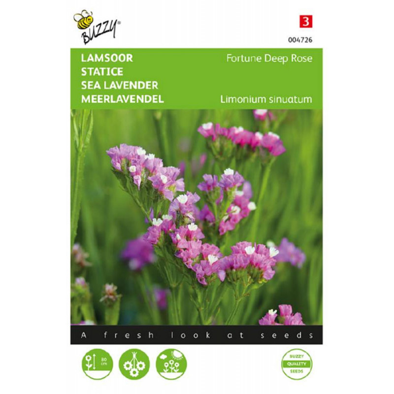 Fortune Deep Rose Sea lavender Limonium seeds - Lavender • Tuinzaden.eu