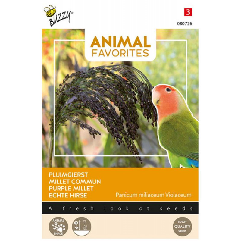 Purple Millet seeds - Animal Favorites - Ornamental grass • Tuinzaden.eu