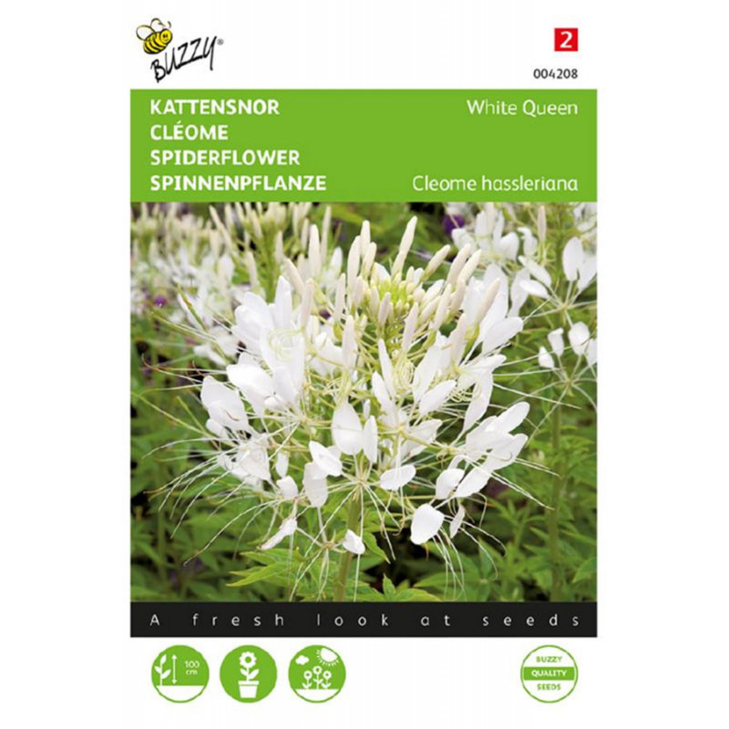White Queen Cleome Spider Flower seeds - Seeds • Tuinzaden.eu