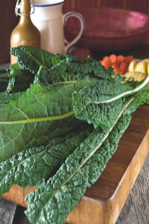 Nero di Toscana Black Palm Kale seeds - Seeds • Tuinzaden.eu