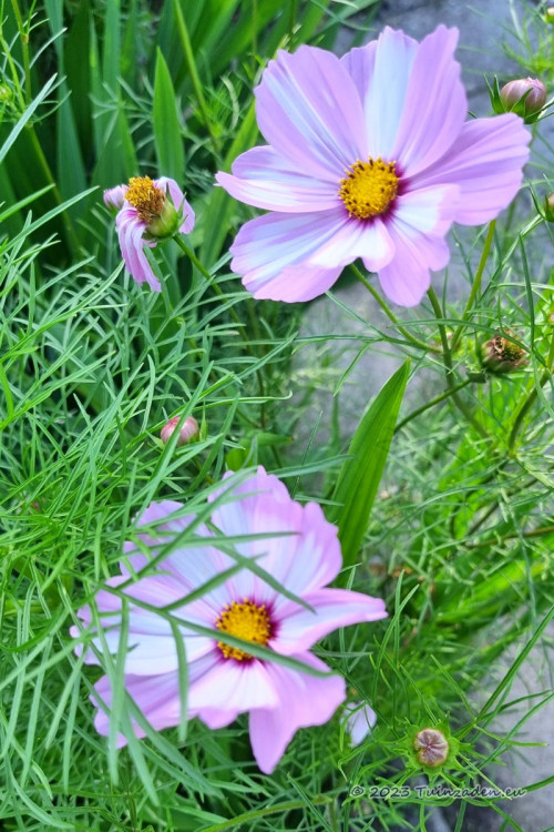Rosetta Cosmos seeds - Cosmea Seeds • Tuinzaden.eu