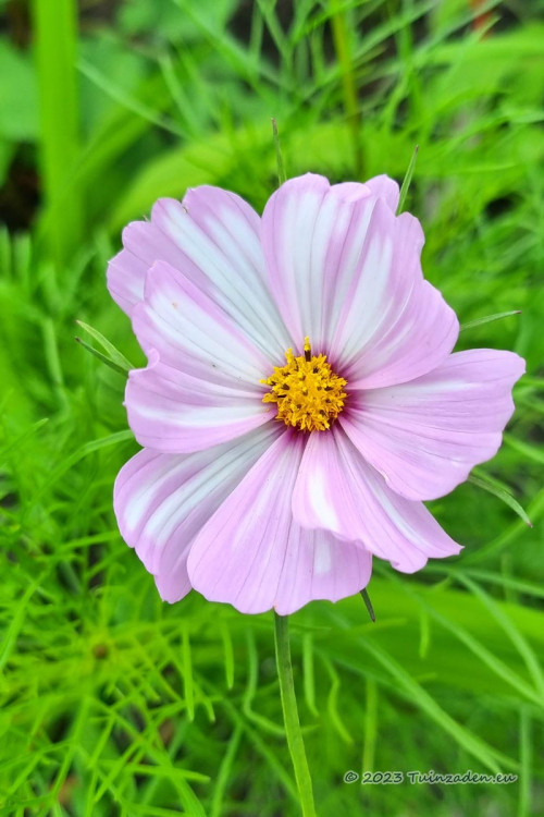 Rosetta Cosmos seeds - Cosmea Seeds • Tuinzaden.eu
