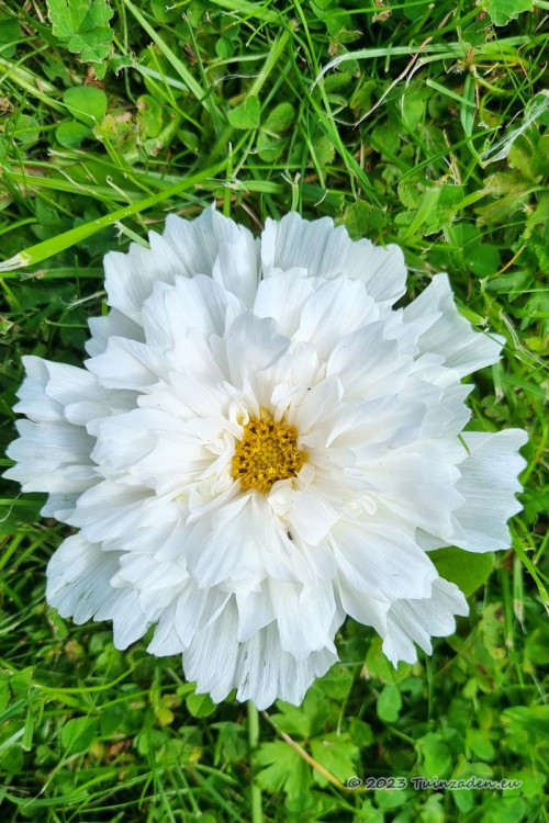 Snow Puff Cosmos seeds - Cosmea Seeds • Tuinzaden.eu