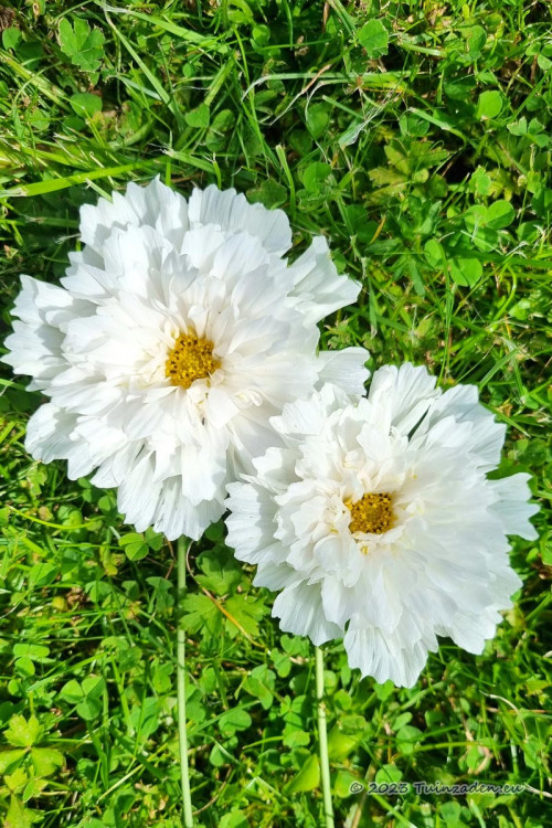 Snow Puff Cosmos seeds - Cosmea Seeds • Tuinzaden.eu