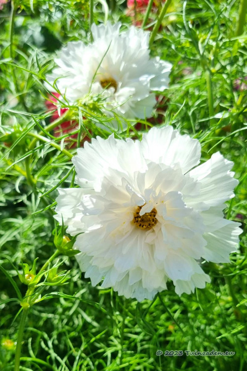 Snow Puff Cosmos seeds - Cosmea Seeds • Tuinzaden.eu