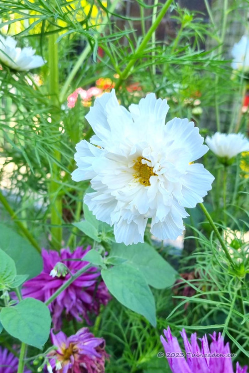 Snow Puff Cosmos seeds - Cosmea Seeds • Tuinzaden.eu