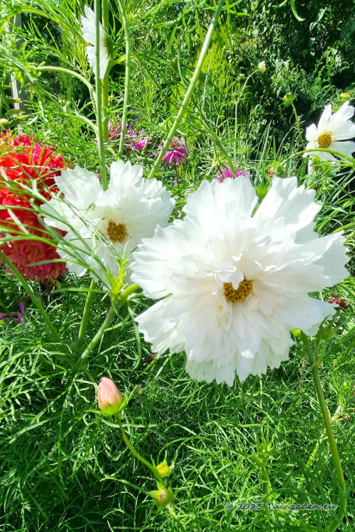 Snow Puff Cosmos seeds - Cosmea Seeds • Tuinzaden.eu
