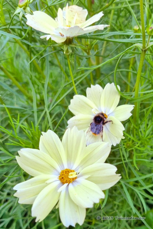 Xanthos - Yellow Cosmos seeds - Cosmea Seeds • Tuinzaden.eu