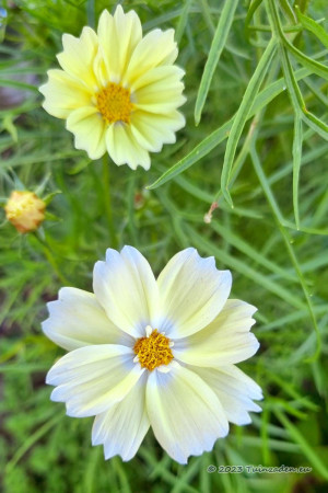 Xanthos - Yellow Cosmos seeds - Cosmea Seeds • Tuinzaden.eu