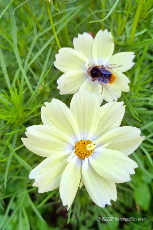 Xanthos - Yellow Cosmos seeds - Cosmea Seeds • Tuinzaden.eu
