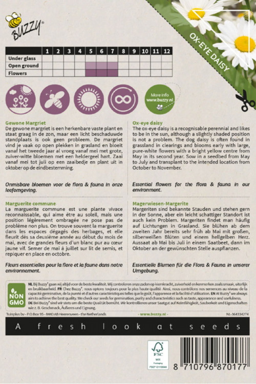 Native flowers Ox-eye daisy seeds - Daisy Chrysanthemum leucanthemum ...