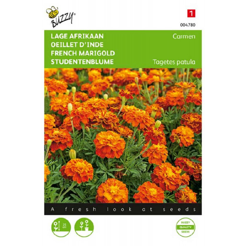 Marietta African Marigold - Tagetes seeds - Seeds • Tuinzaden.eu