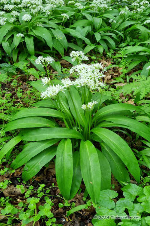 Wild garlic seeds - Garlic Other • Tuinzaden.eu