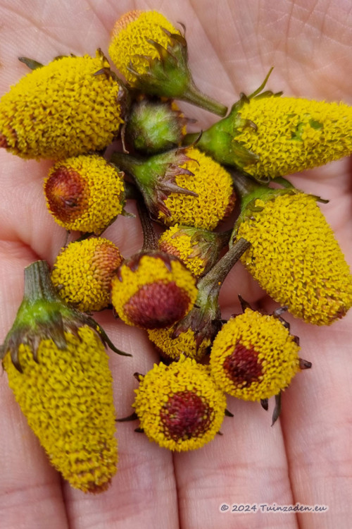 Toothache Plant Spilanthes seeds - plant Seeds • Tuinzaden.eu