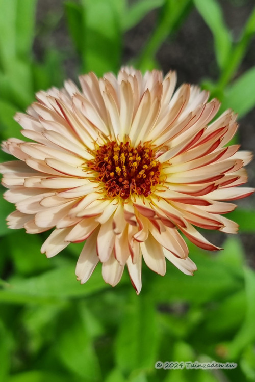 Touch Of Red Buff Calendula seeds - Marigold Seeds • Tuinzaden.eu