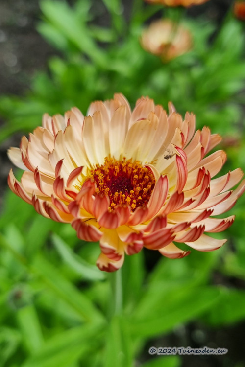 Touch Of Red Buff Calendula seeds - Marigold Seeds • Tuinzaden.eu
