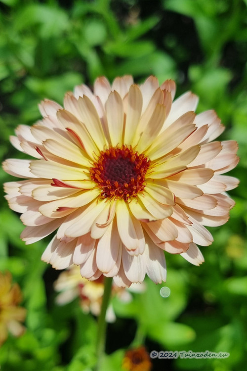 Touch Of Red Buff Calendula seeds - Marigold Seeds • Tuinzaden.eu