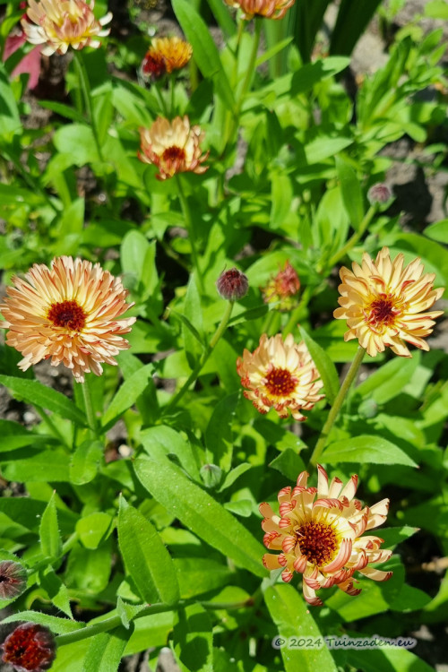 Touch Of Red Buff Calendula seeds - Marigold Seeds • Tuinzaden.eu