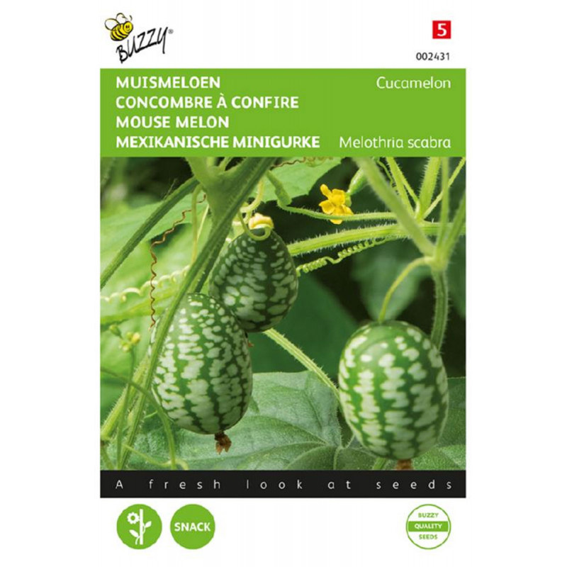 Mouse melon Cucamelon seeds - Mexican Sour Gherkin • Tuinzaden.eu