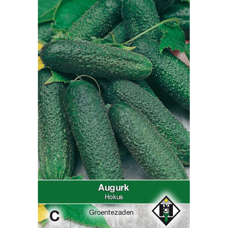 Bonica F1 - Eggplant - Aubergine Seeds • Tuinzaden.eu