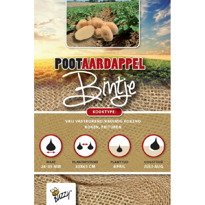 Bintje Medium Early Seed Potatoes 1Kg - potatoes Other • Tuinzaden.eu