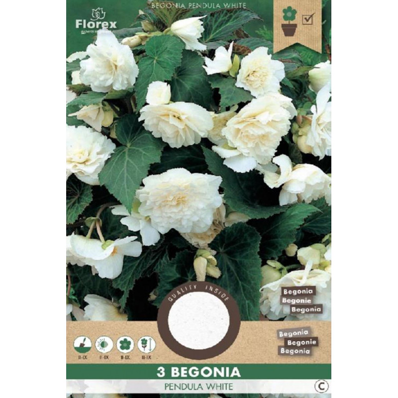 Hanging Begonia Pendula Mix 3 tubers - Begonias Other • Tuinzaden.eu