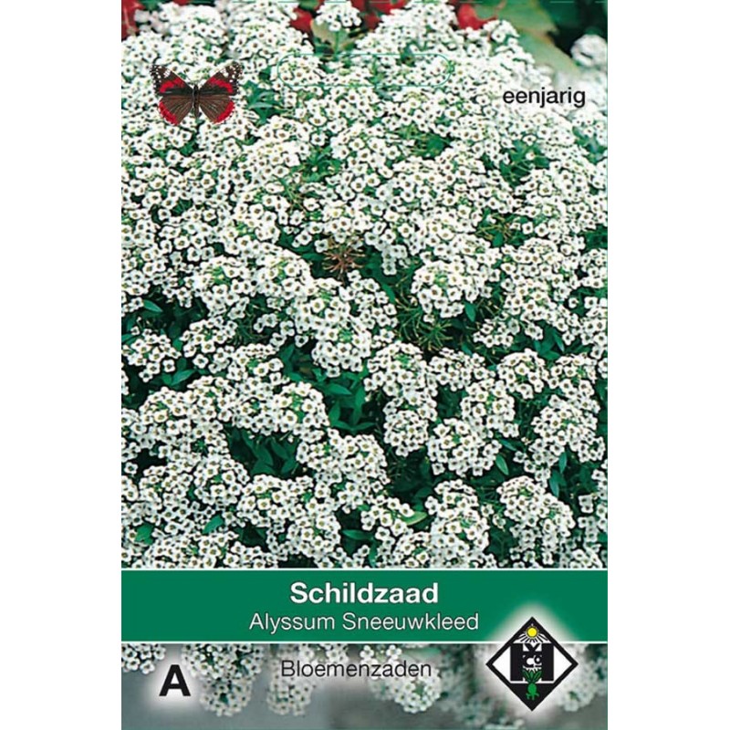 Royal Maroon Sweet pea Lathyrus seeds - Peas Seeds • Tuinzaden.eu