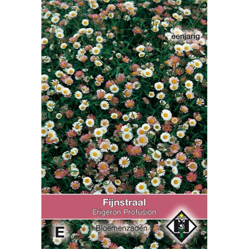 Profusion Fleabane Erigeron seeds - Fijnstraal • Tuinzaden.eu