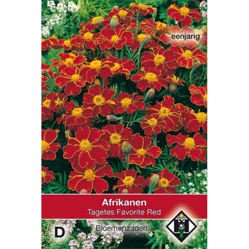 Bonita African Marigold - Tagetes seeds - Seeds • Tuinzaden.eu