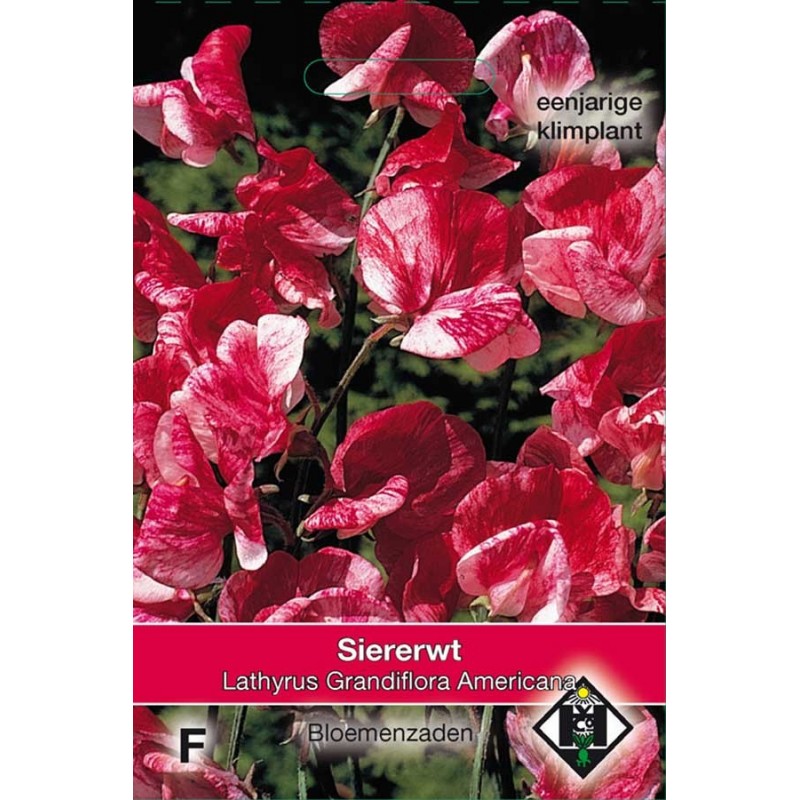 Capri Lathyrus - Sweet Pea seeds - Peas Seeds • Tuinzaden.eu