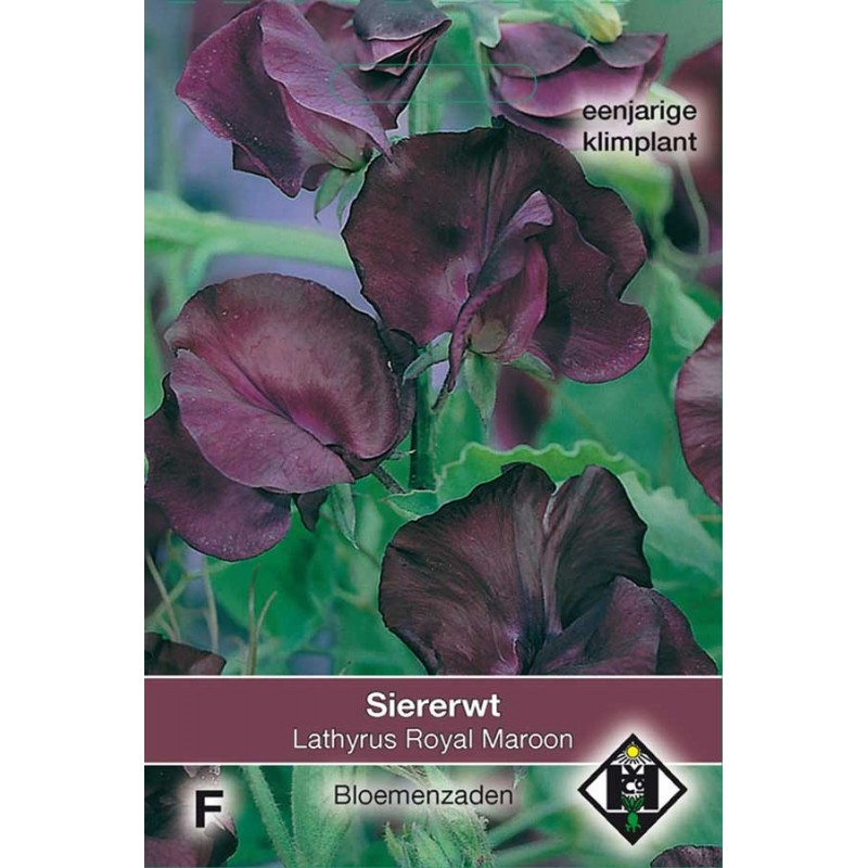 Royal Maroon Sweet pea Lathyrus seeds - Peas Seeds • Tuinzaden.eu