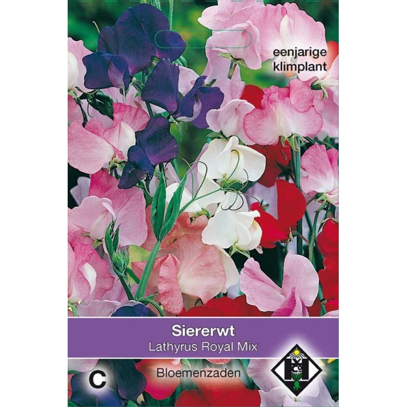 Royal Maroon Sweet pea Lathyrus seeds - Peas Seeds • Tuinzaden.eu