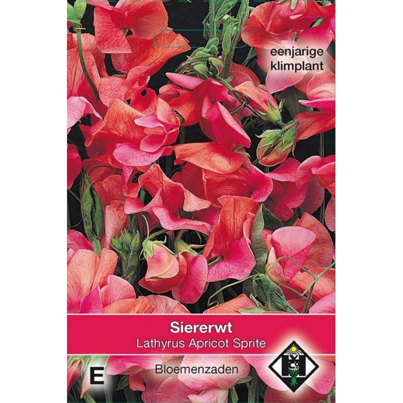 Apricot Sprite Sweet pea Lathyrus seeds - Peas Seeds • Tuinzaden.eu