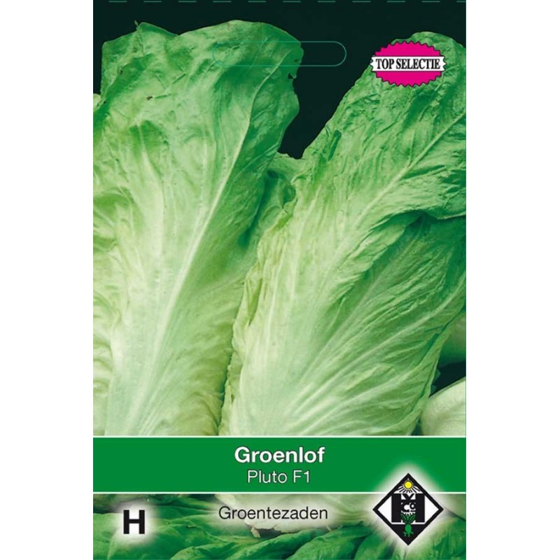 Uranus F1 Green Chicory seeds - Seeds • Tuinzaden.eu