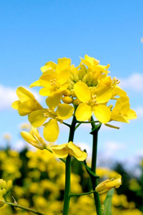 Gele Mosterd zaden 140m2 groenbemester - Groenbemesters kopen? Tuinzaden.eu
