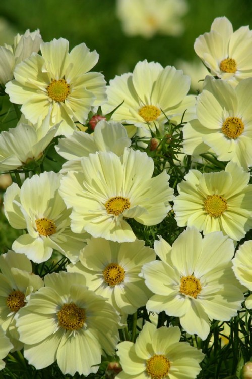 Xanthos - Yellow Cosmos seeds - Cosmea Seeds • Tuinzaden.eu