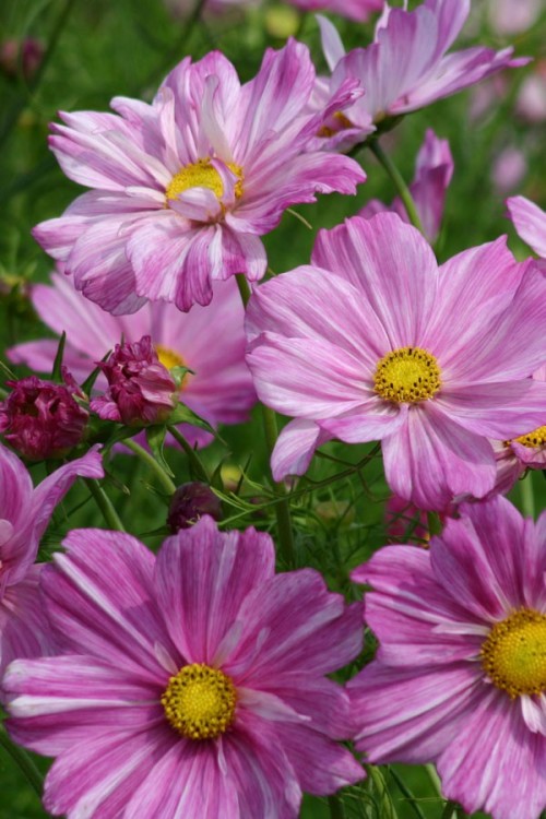 Rosetta Cosmos seeds - Cosmea Seeds • Tuinzaden.eu