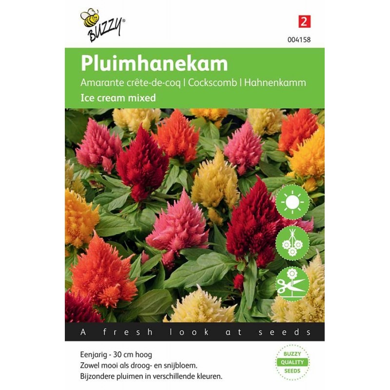 Ice Cream Cockscomb Celosia seeds - Seeds • Tuinzaden.eu