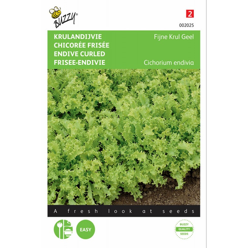 Endive - Vegetable seeds Leafy vegetables Seeds • Tuinzaden.eu